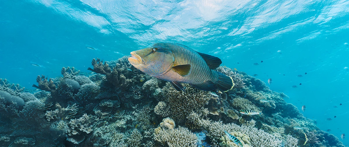 BDE - Golden Triangle - Nemo - DUNE Liveaboard