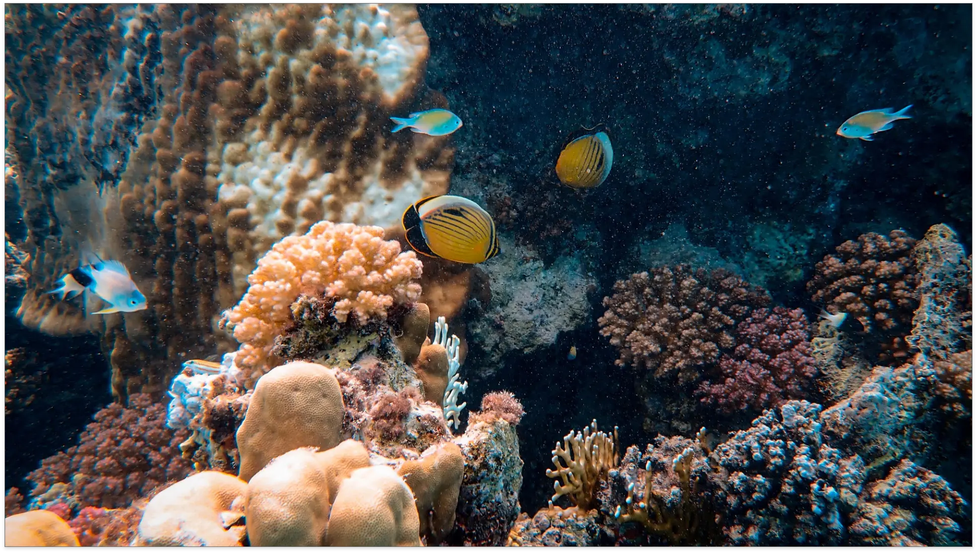 Saint John's Reef Scuba Diving Liveaboard | Redsea - DUNE Liveaboard